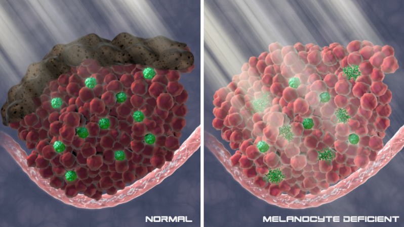 Why we make blood cells in our bones | HSCRB