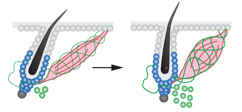The real reason behind goosebumps | HSCRB