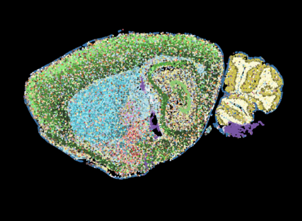 Scientists Map the Locations of Hundreds to Thousands of Cell Types ...