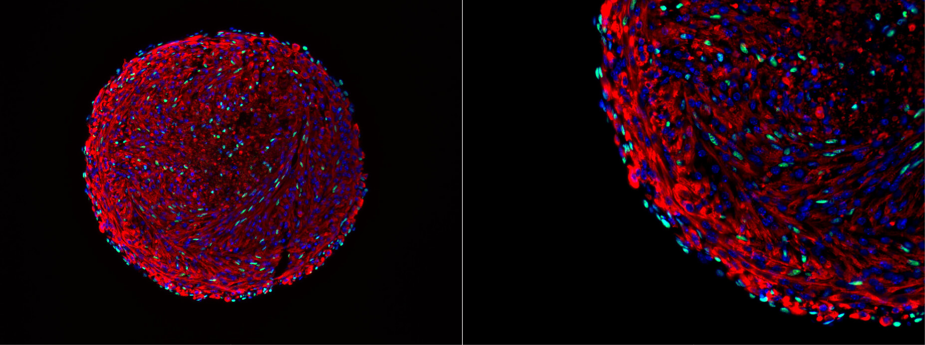 Culturing Muscle Cells | HSCRB